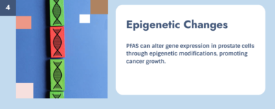PFAS and Prostate Cancer: Hidden Risks of Forever Chemicals - PFAS ...